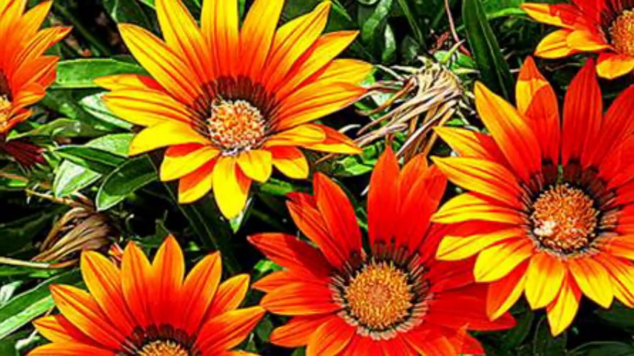 AMAZING SPRING FLOWERS 2 - YouTube