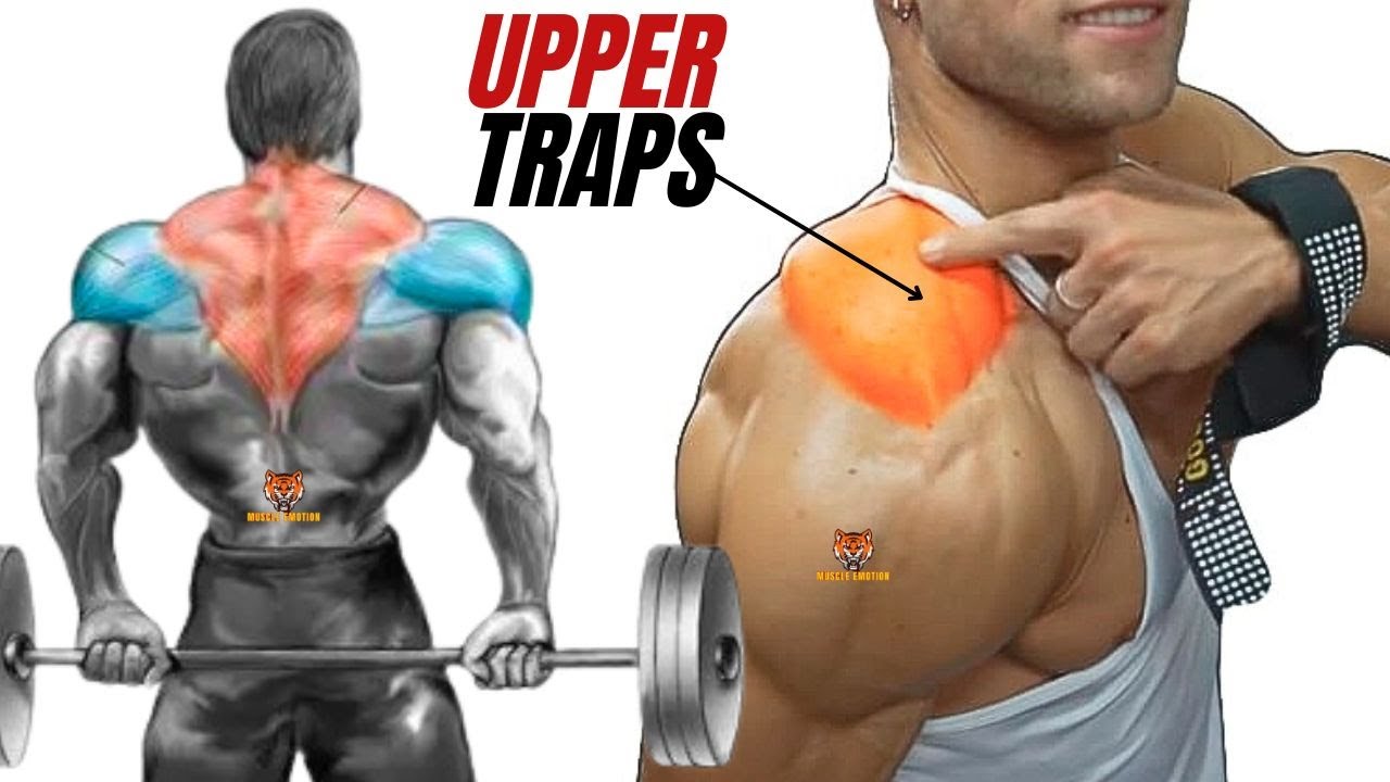 TRAPS WORKOUT- 6 best UPPER TRAPS exercises at gym - YouTube