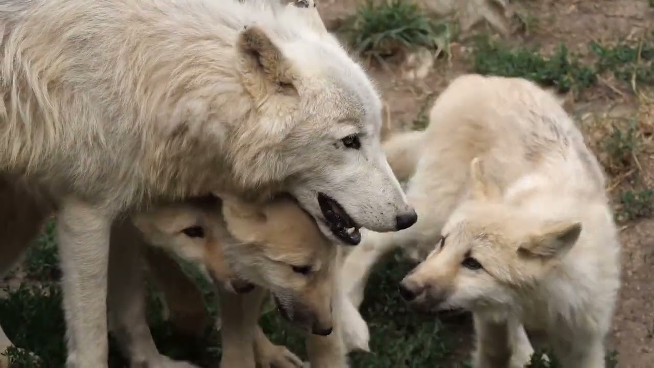 La mort du loup (Alfred de Vigny) - YouTube