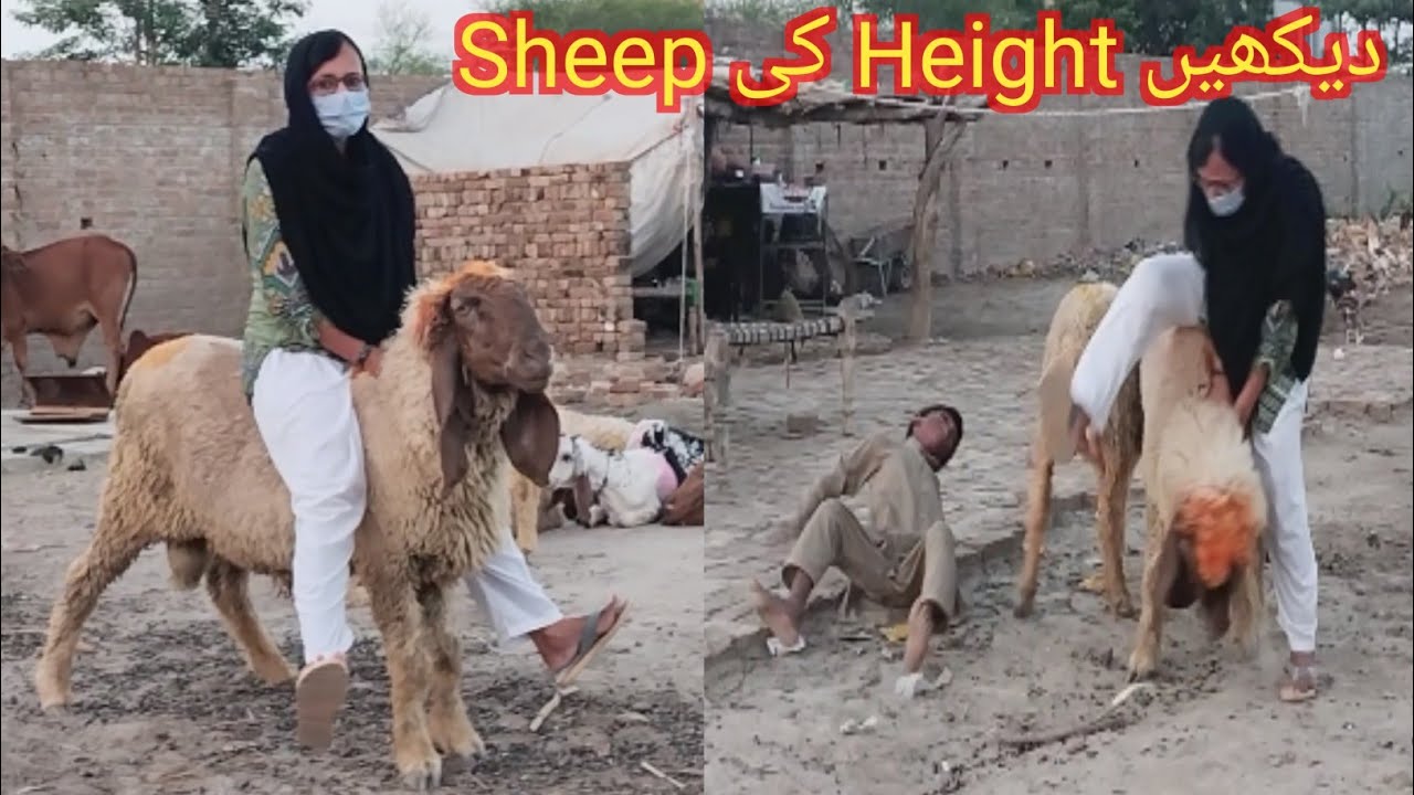 Big Sheep Full Weight Riding ll Long Duration Sheep Riding ll Rj imrana ...