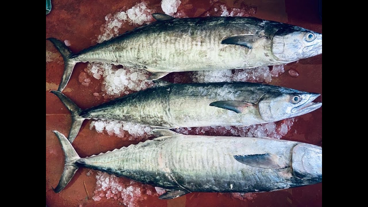 Export quality chilled king fish - YouTube