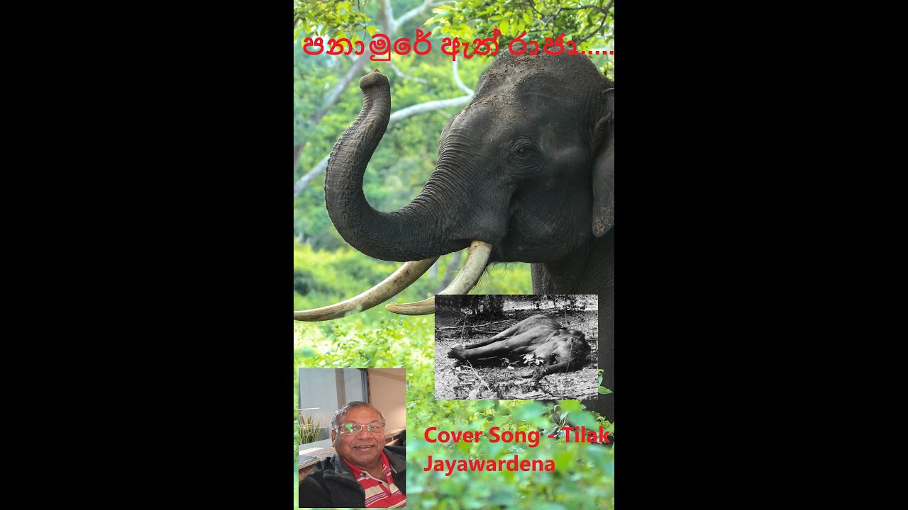 Panamure Ath Raja පනාමුරේ ඇත් රාජා....කවර් ගායනය - තිලක් ජයවර්දන - YouTube