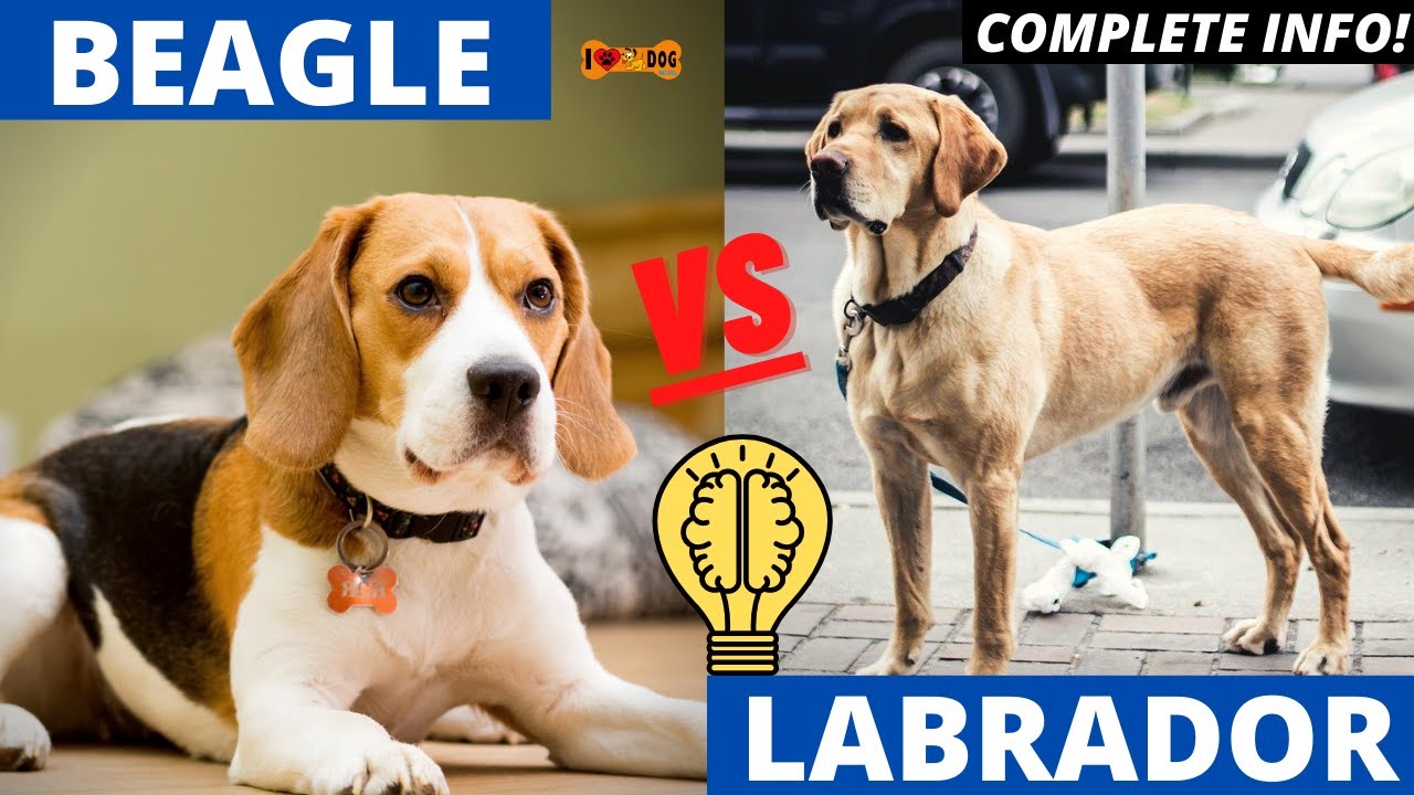 Labrador Retriever vs Beagle | Which Breed Is Perfect | Comparison In ...