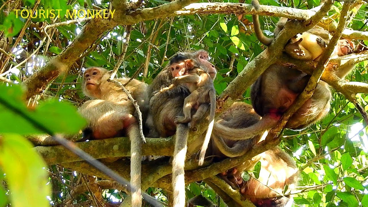 Lovely baby monkey, Pretty baby monkey, Adorable baby monkey - YouTube