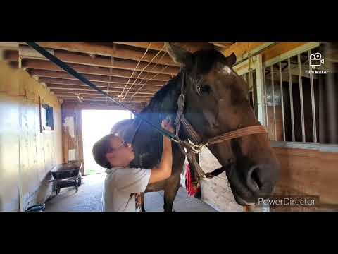 Grooming Horses with Hunter and Lady
