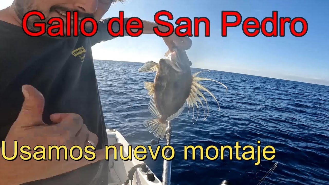 Gallo San Pedro, con nuevo montaje - YouTube