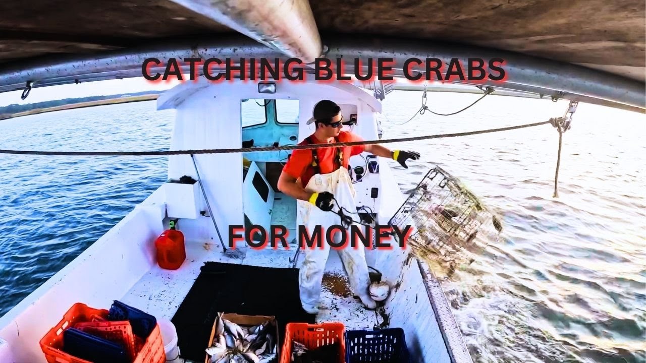 Catching Big Alabama Blue Crabs For Money!! Commercial Crabbing - YouTube