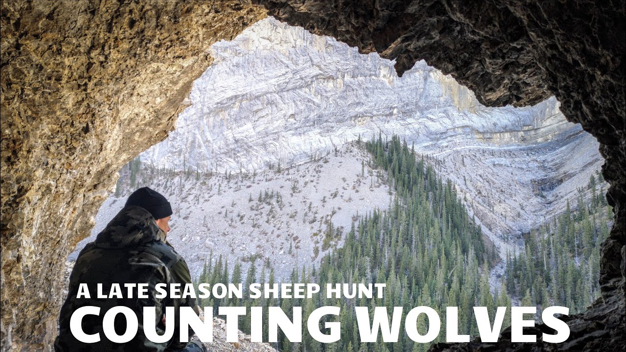 Last Minute Sheep Hunt Blown by Wolves | Boreal Huntsman | Alberta ...