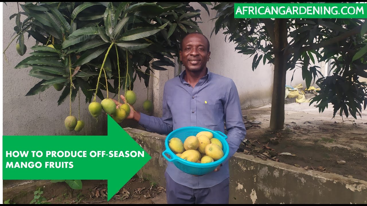 How to produce off-season Mango fruits - YouTube
