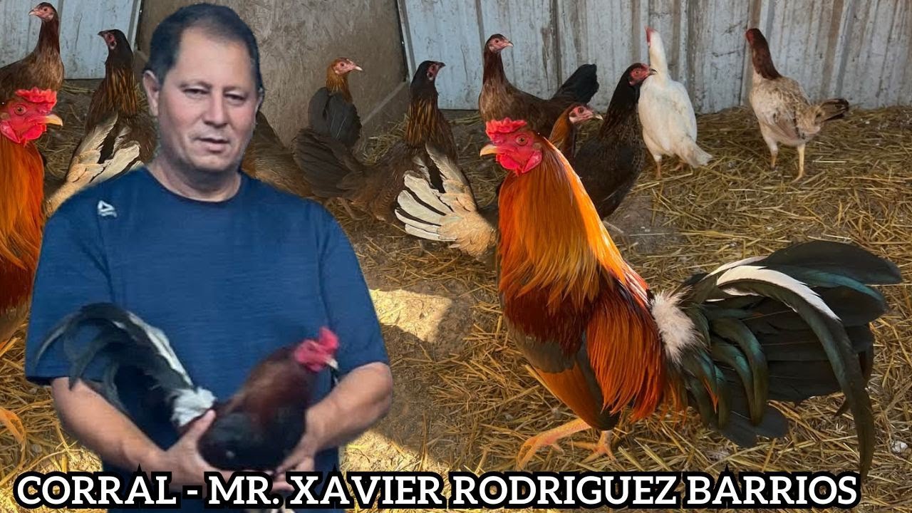 Corral Mr. Xavier Rodriguez Barrios - Beautiful Color Chicken Big Farm ...