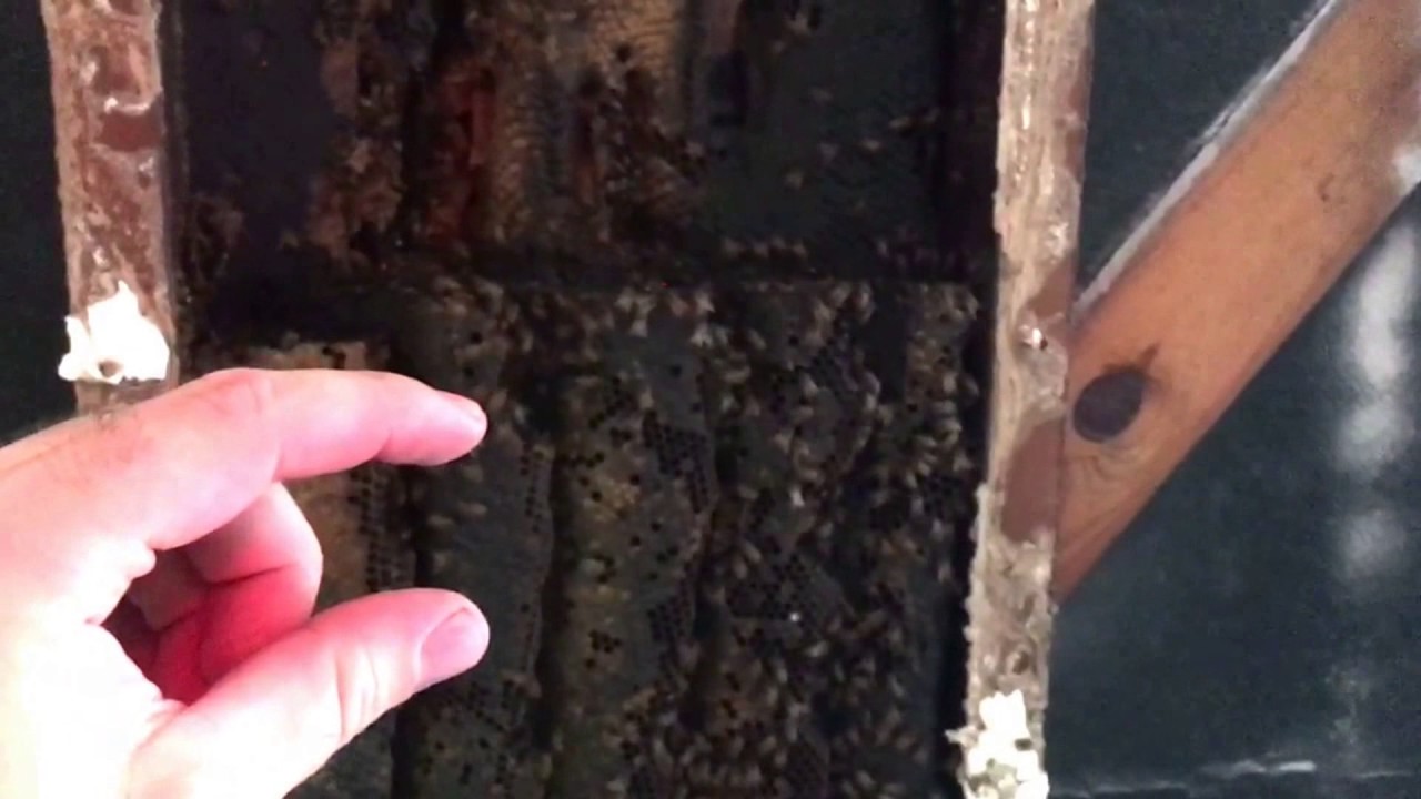 Bee Removal 095 - Exterior Wall, Houston, TX - 11/11/16 - YouTube
