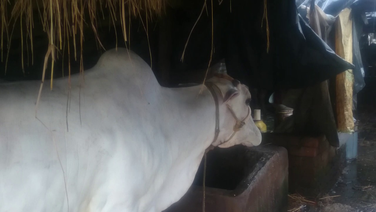 Beautiful baachi cow 🐮 at Paglahaat - YouTube