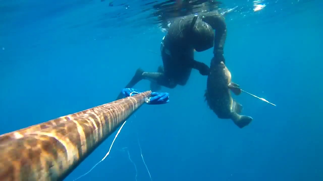 ψαροντουφεκο ροφος 11κ-spearfishing grouper - YouTube
