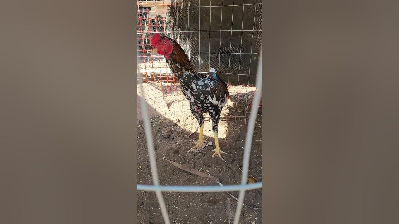 Qaib ntaus zoo heev xav tso tawm Daim#4 #hmoob #laos #chicken #pakoythai #qaib #thailand thai ...