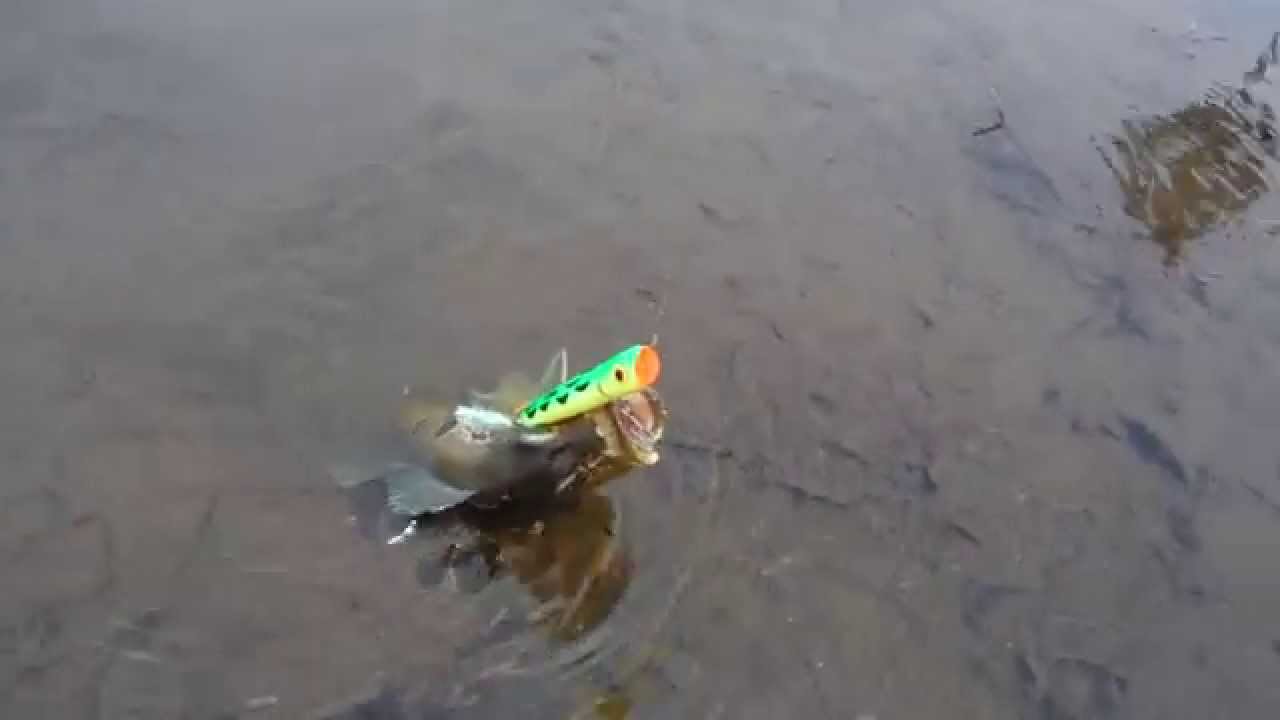 Pesca Pavon o Tucunare Laguna Río Meta - Peacock bass fishing Colombia ...