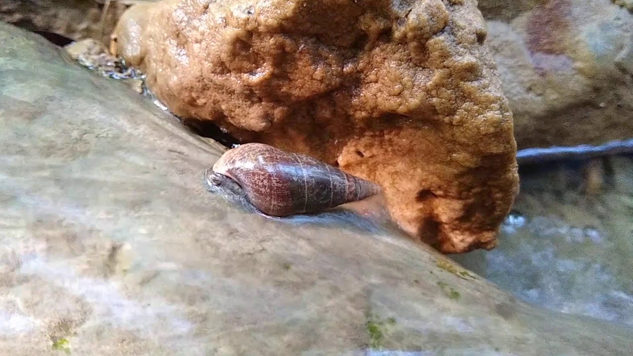 El Jute de riachuelo (Sulcospira pageli) aldea Inchuehuex, Jacaltenango ...