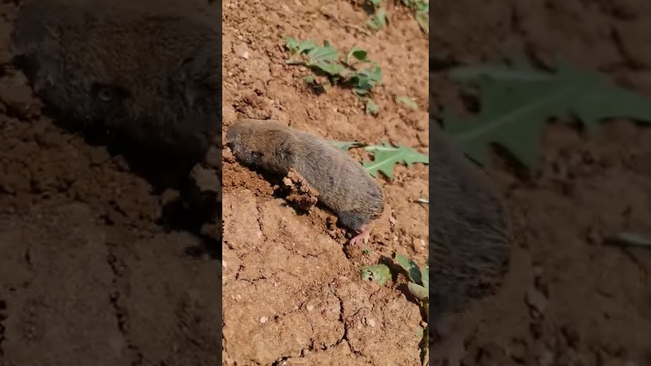 orbete în vama veche - YouTube