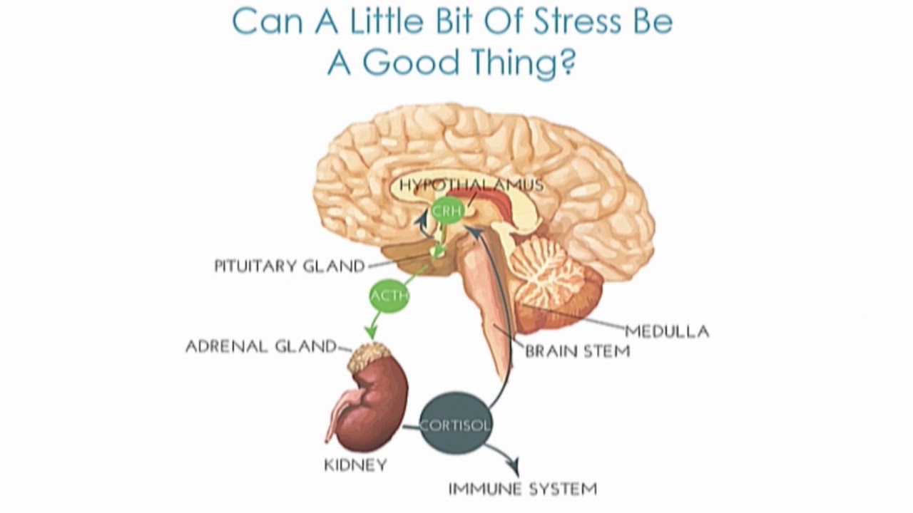 The Science of Managing Stress - YouTube