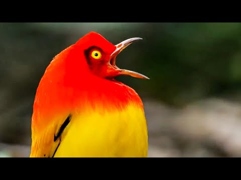 The Bowerbird's DRAMATIC Dance! | Life Story | BBC Earth Kids