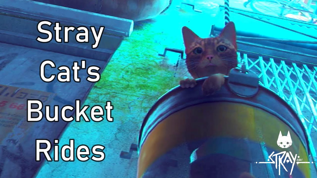 Cat's Bucket Rides in STRAY - YouTube