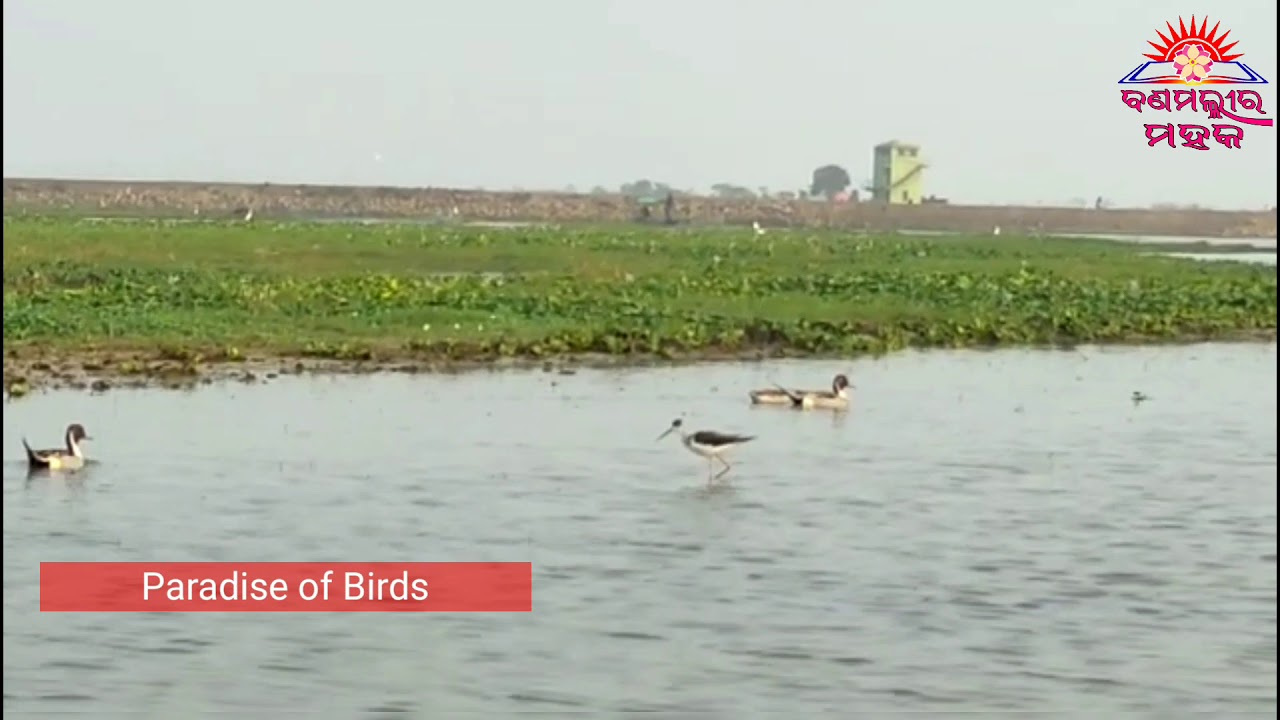 BIRDS PARADISE OF ODISHA || NATURE OF ODISHA - YouTube