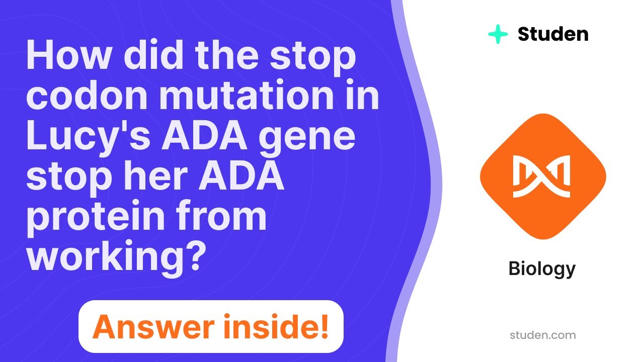 How did the stop codon mutation in Lucy's ADA gene stop her ADA protein ...