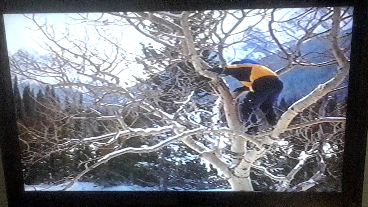 Snow Dogs clip - YouTube