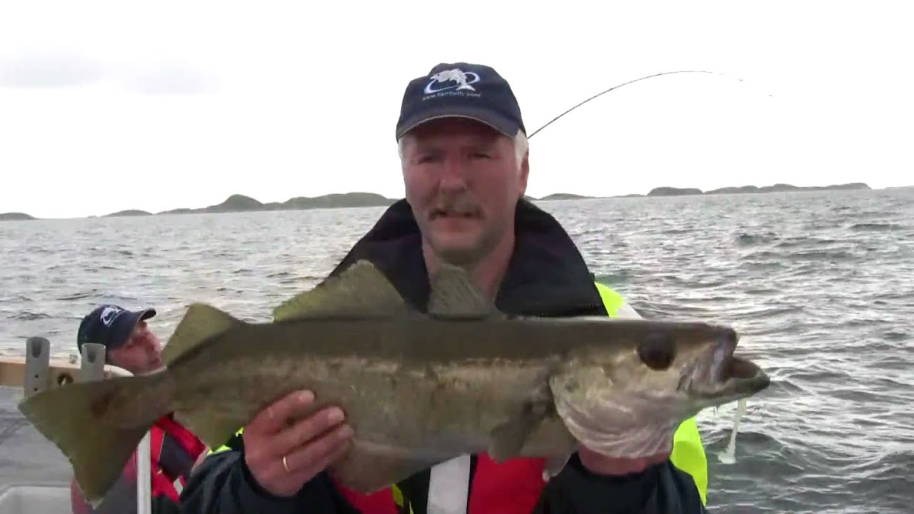 Pollock Fishing in Roervik Norway - YouTube