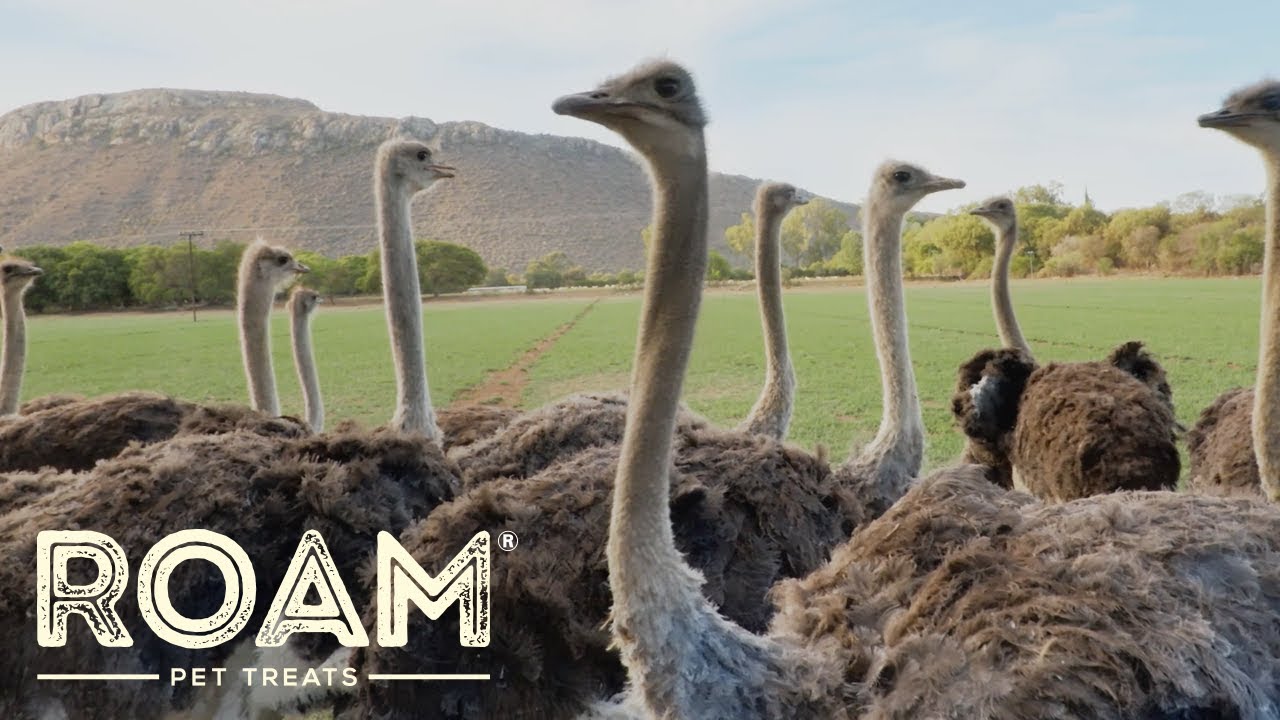 200 Years of Ostrich Farming - YouTube