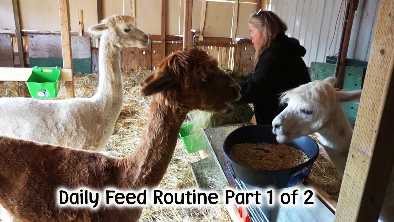Daily Animal Feed Routine Part 1 - YouTube