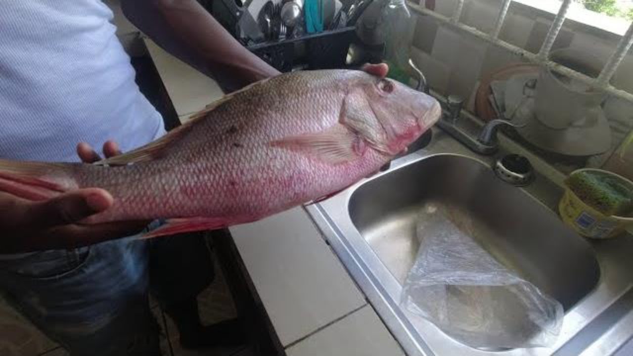 Big Mutton Snapper Clean and Cook Epic Cook up Mutton Snapper - YouTube