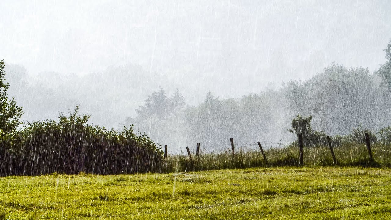 Rainy Field Screensaver (No Sound) — 4K UHD - YouTube