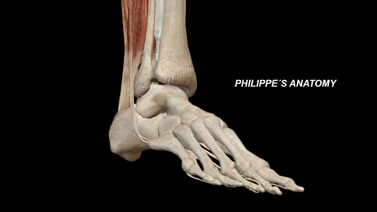 Músculos y articulaciones de Tobillo - YouTube