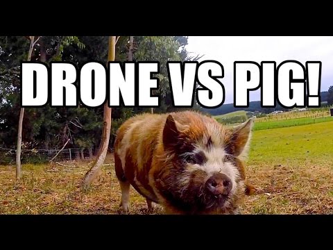 Drone Chases Pig Back Home!! - YouTube