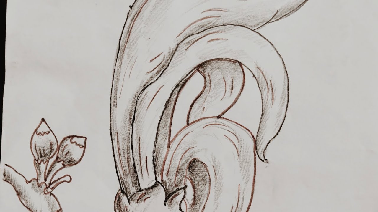 How to draw a palash flower with pencil shadow.#ujjwalsir # ...