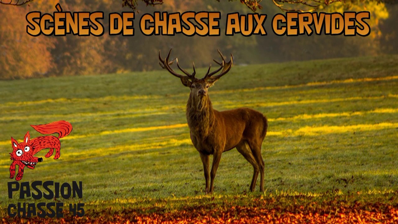 Scènes de chasse aux Cervidés - YouTube