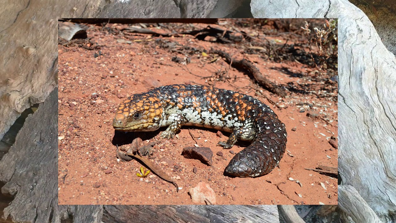 The awesome Stumpy tailed lizard - YouTube