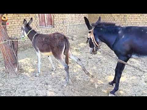 Male Donkey Mating with Female Donkey | Natural Farm Behavior#animals 