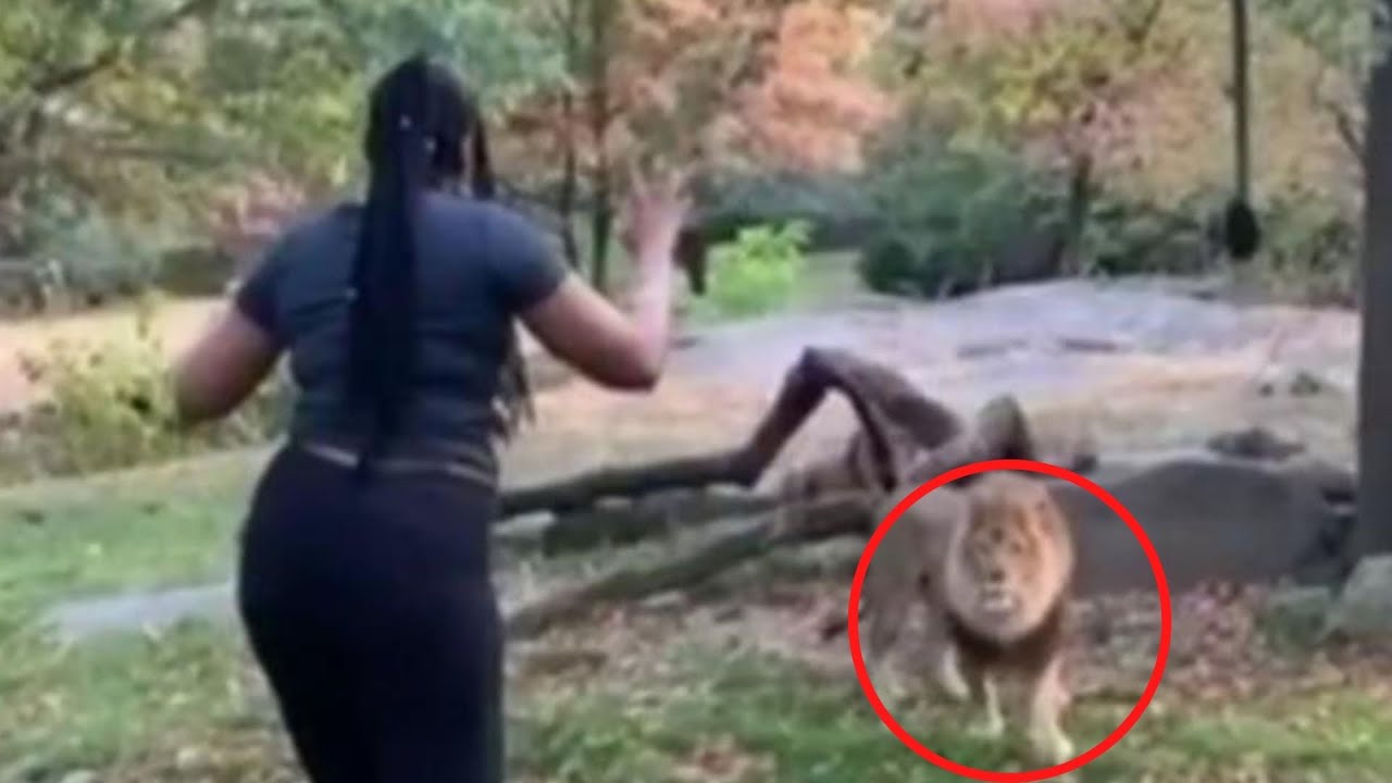 Insane Lion Videos Caught on Camera for 9 Minutes! - YouTube