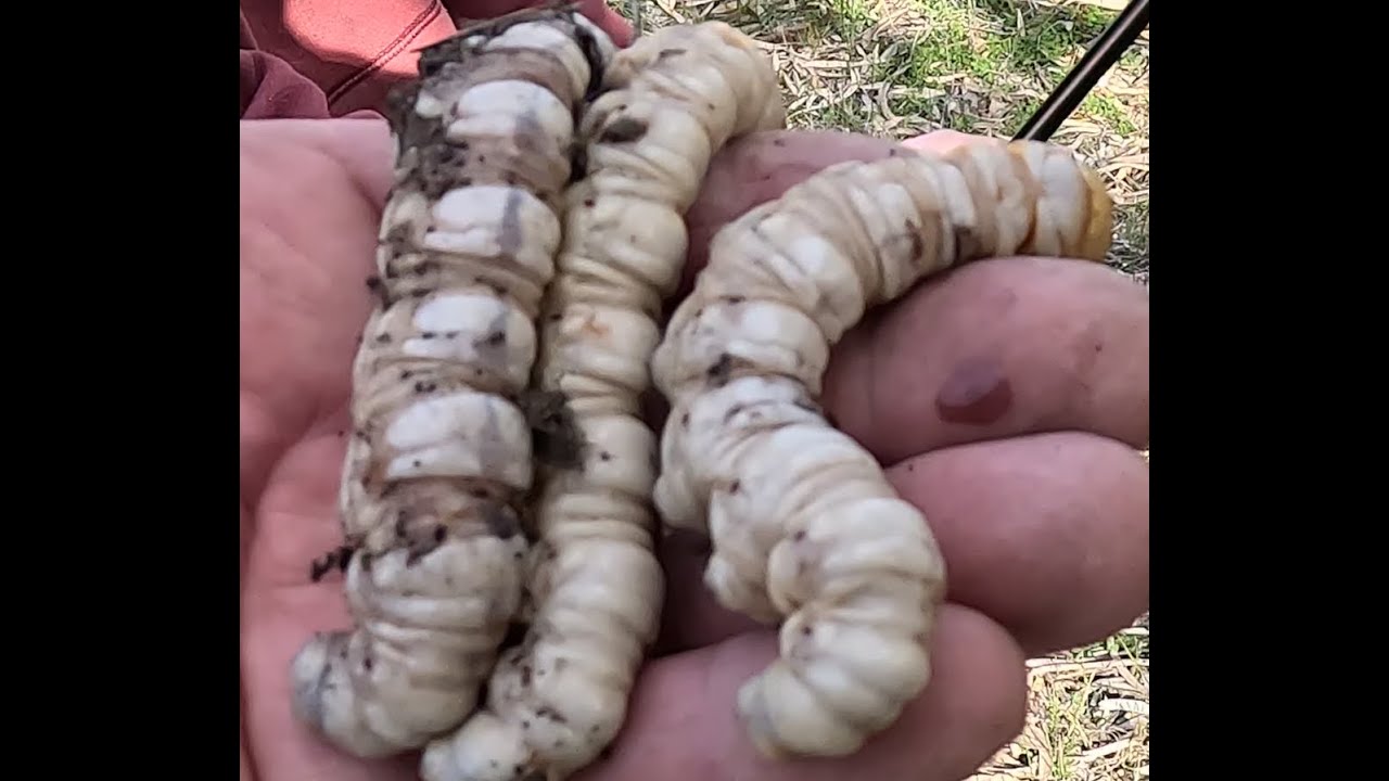 Bardi Grub collecting in Winter and how to store them - YouTube