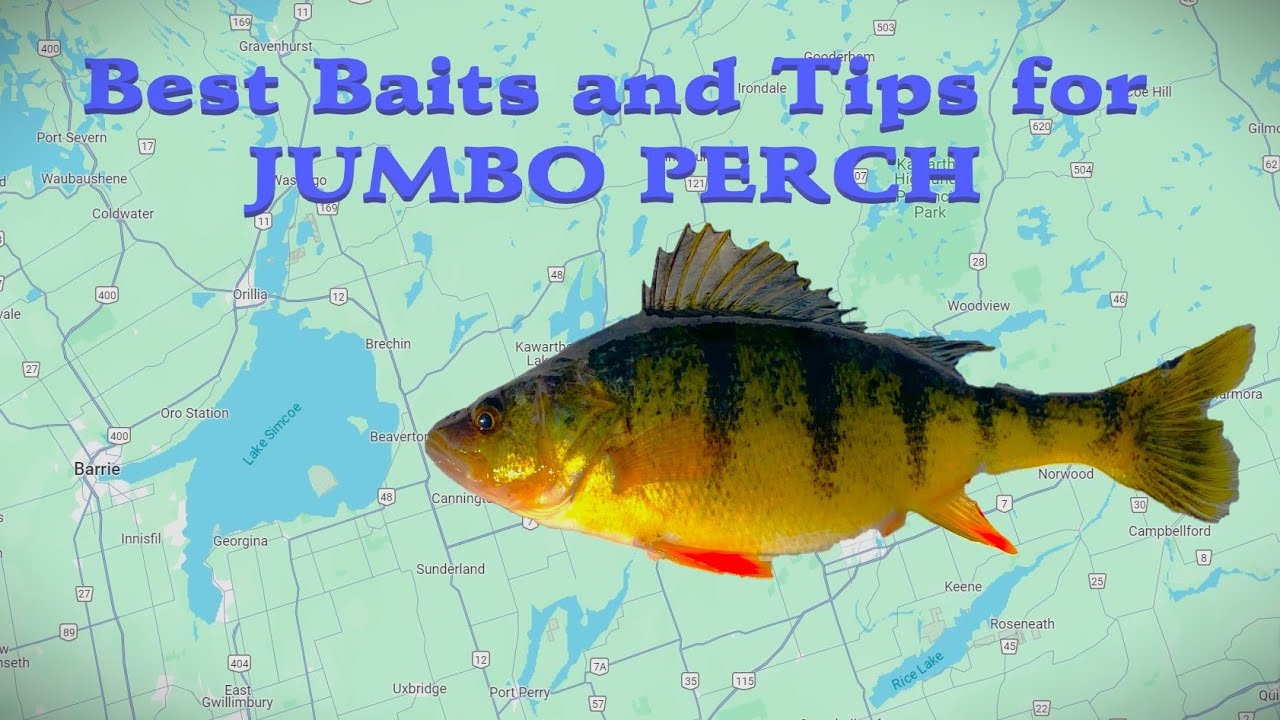 How To Catch Lake Simcoe Jumbo Perch. Top Baits/Tips! Late Winter Early ...