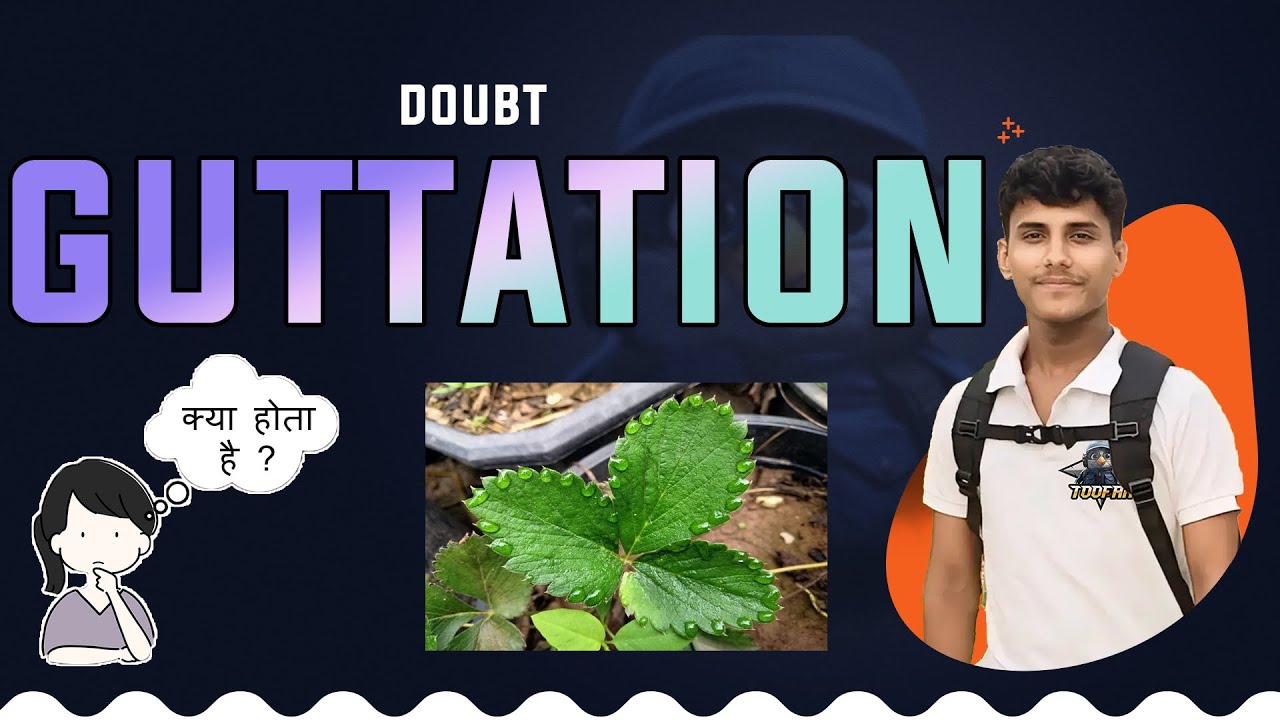 What is Guttation ? Guttation क्या होता है ? - YouTube