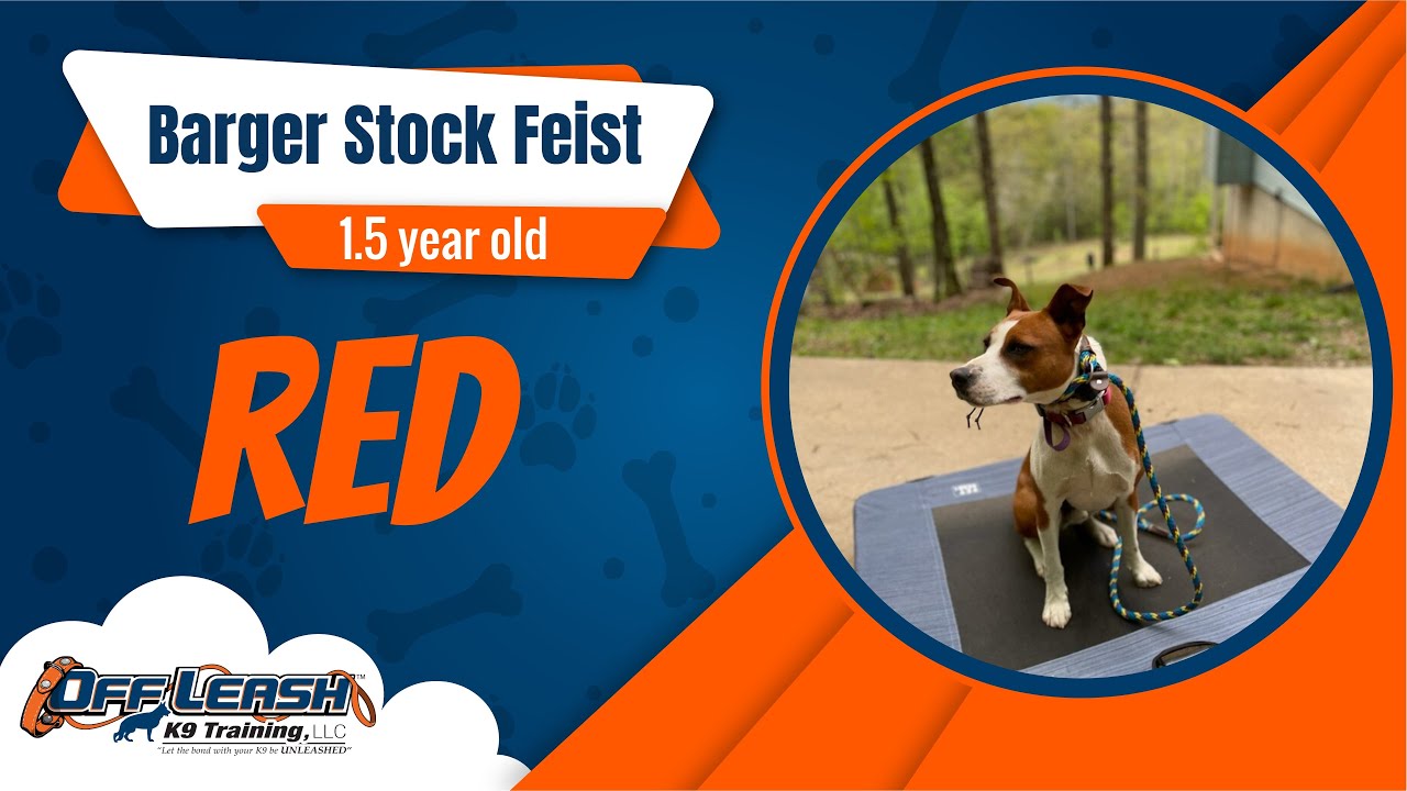 1.5-Year-Old Barger Stock Feist, Red | 2 Week Board & Train | Best Dog ...