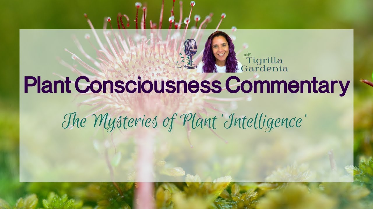 The Mysteries of Plant ‘Intelligence’ | Plant Consciousness Commentary ...
