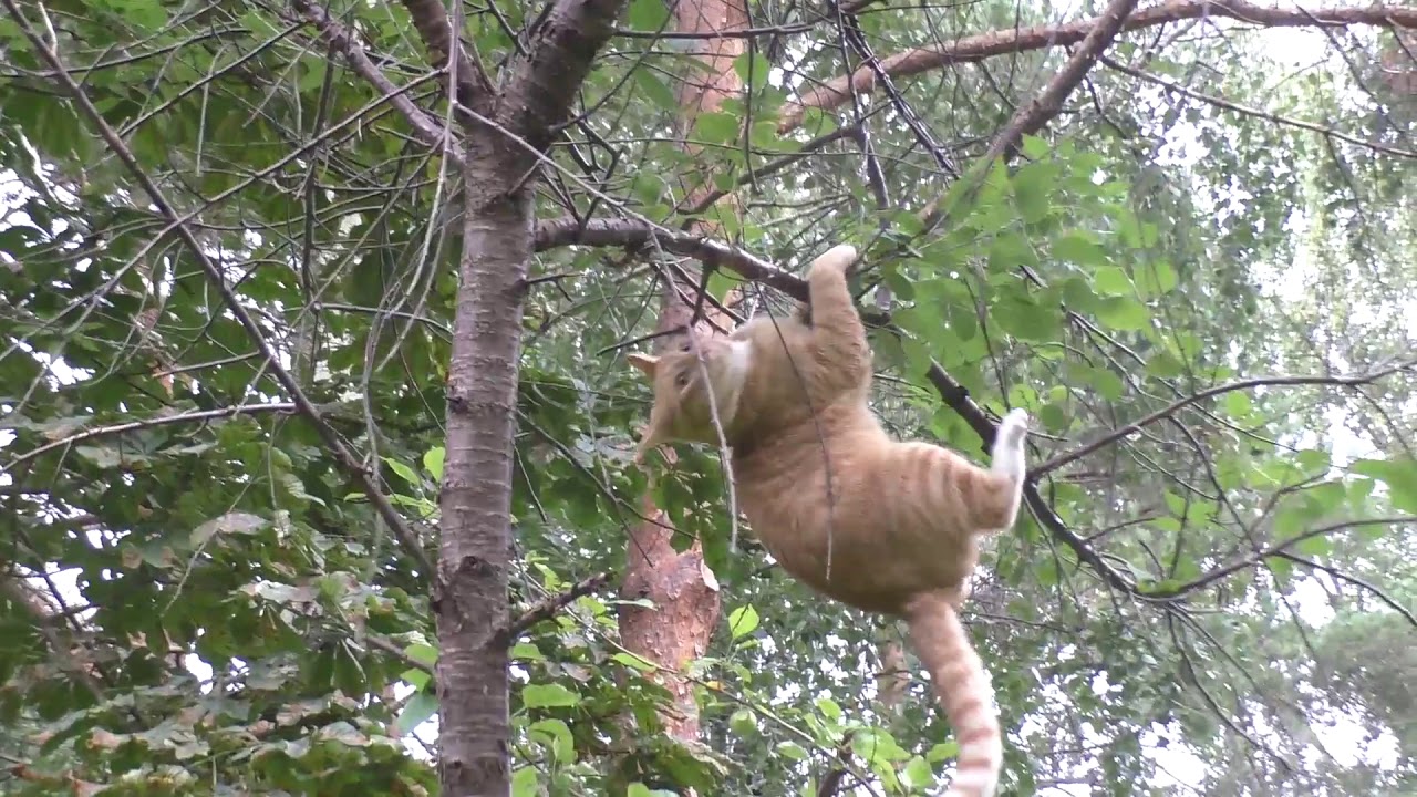 Yellow cat climbs on tree almost fail 50FPS 1080P - YouTube