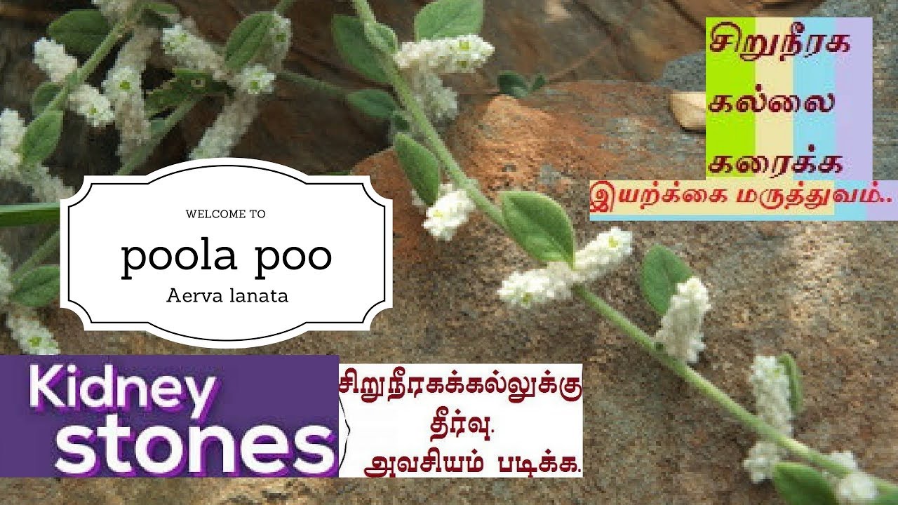poola poo for kidney stoneTreatment (சிறுநீரக கல்)Aerva lanata - YouTube