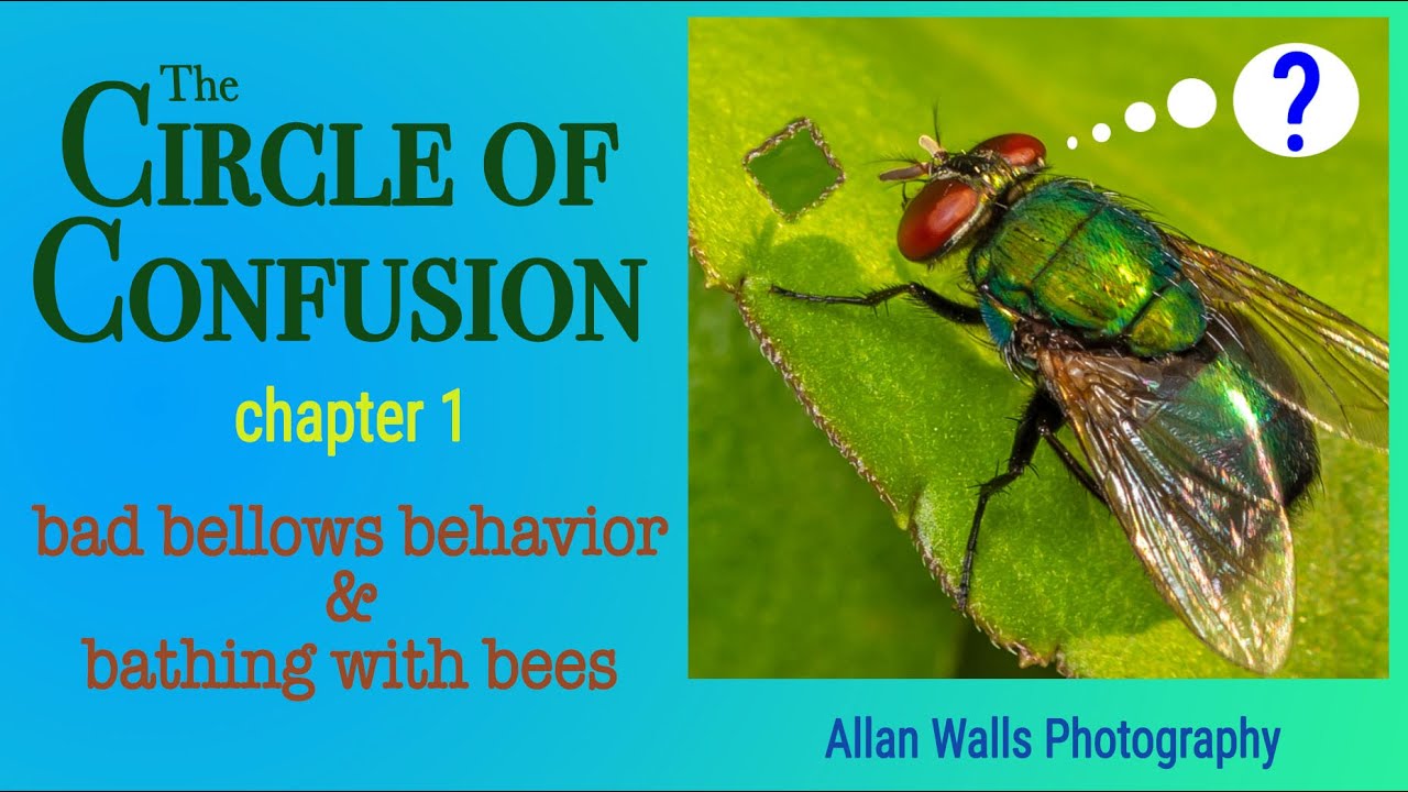 The Circle of Confusion - bellows and bees - YouTube