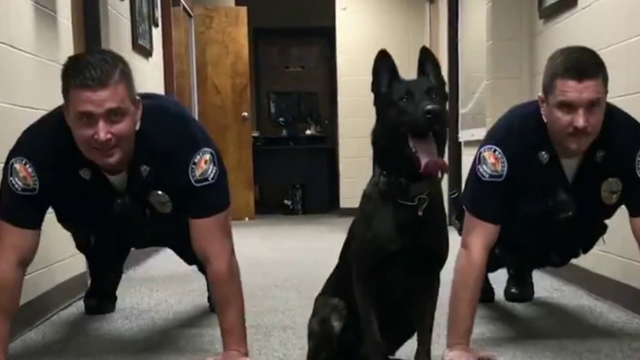 Adorable K-9 Dog Cop Does Push-Ups with Two Other Officers - YouTube