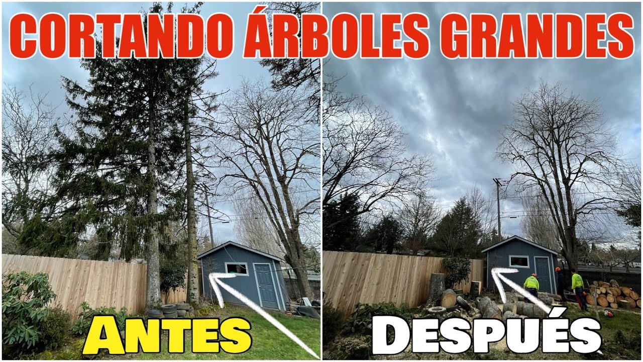 Cómo Cortar Varios Arboles Grandes En El Patio Interior Que Estan Muy ...