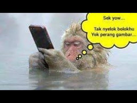 monyet mencuri nasi - YouTube